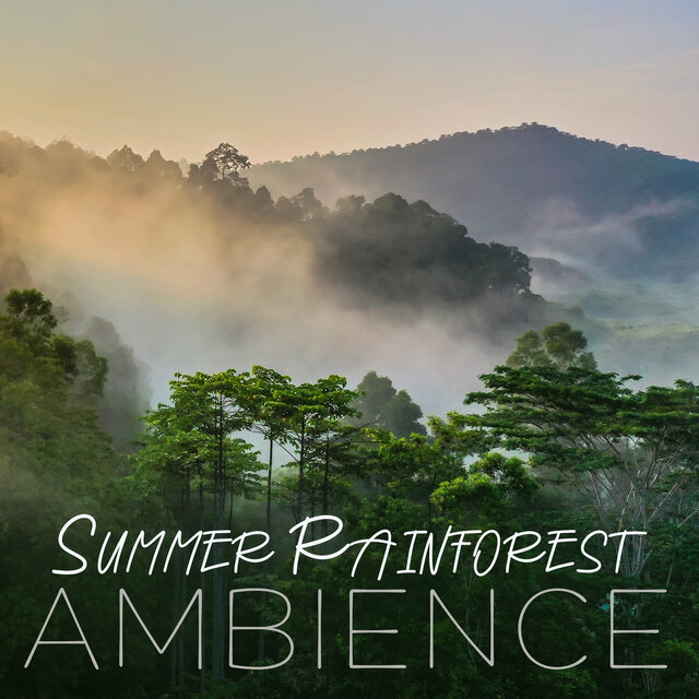 Summer Rainforest Ambience: Relaxation, Mindfulness, Breathing Practice ...