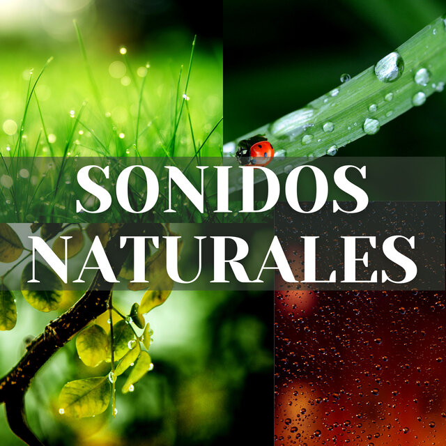 Sonidos Naturales by Sonido Del Bosque Y Naturaleza on TIDAL