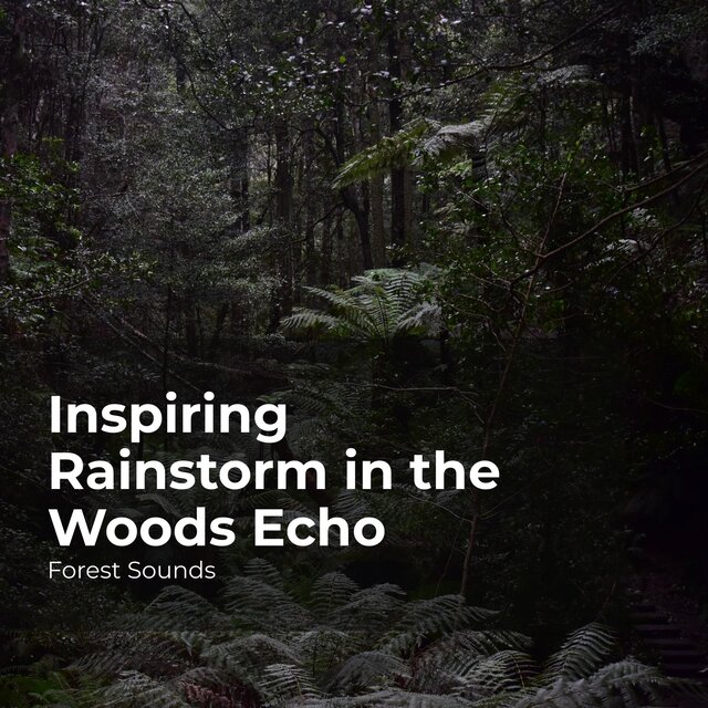 Inspiring Rainstorm in the Woods Echo by Forest Sounds on TIDAL