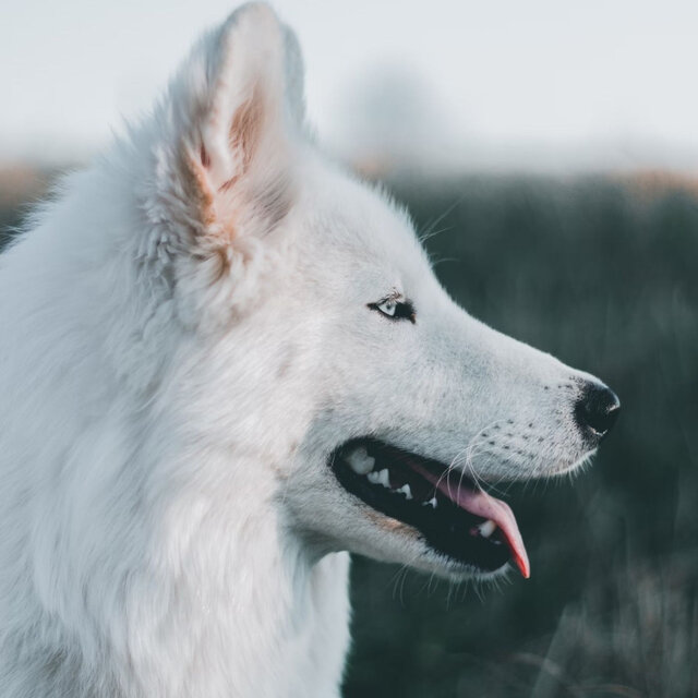 Howls of Harmony: Wolf Sounds for Relaxation by Nature Field Recordings ...