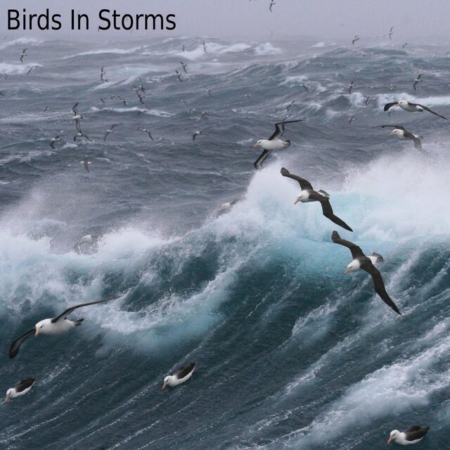 Birds In Storms by Franklin Cheney on TIDAL