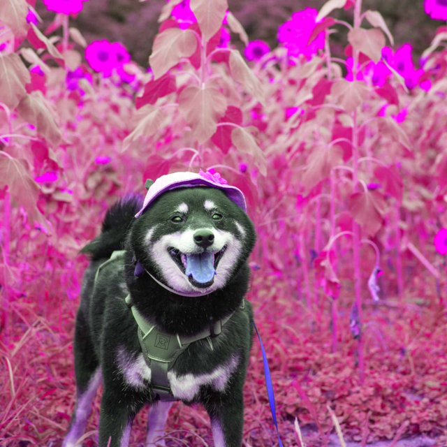 Trio Jazz - Background for Cozy Winter Doggo by Relaxing Music for Dogs ...