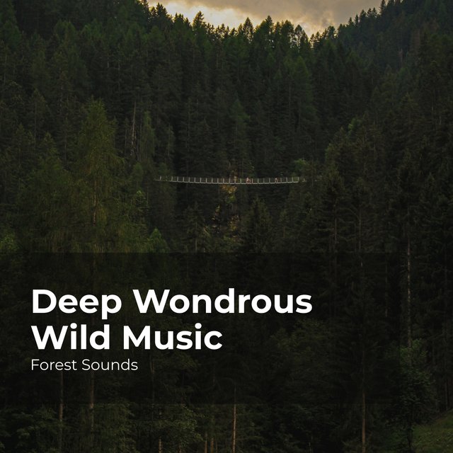 Deep Wondrous Wild Music by Forest Sounds on TIDAL