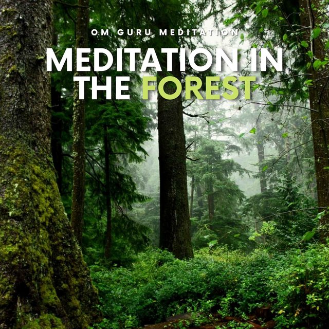 Meditation in the Forest by Relaxation Sleep Meditation on TIDAL