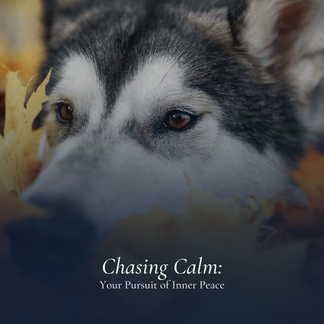 Chasing Calm: Your Pursuit of Inner Peace by Calming for Dogs on TIDAL