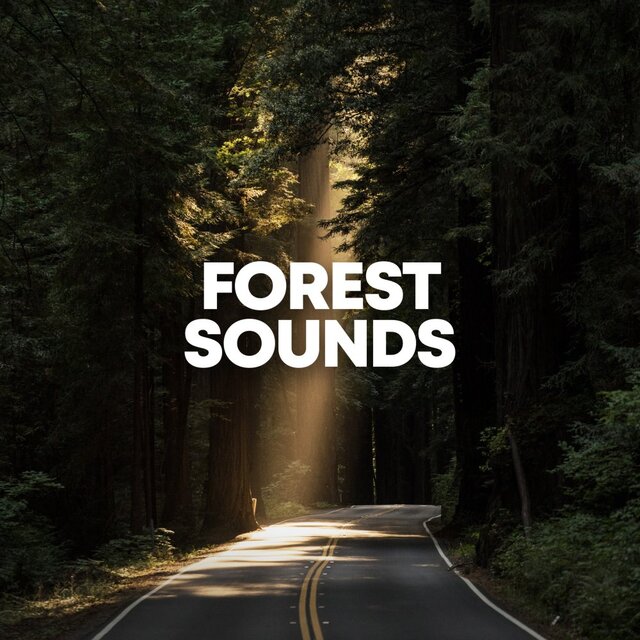 Forest Sounds by sounds of nature on TIDAL