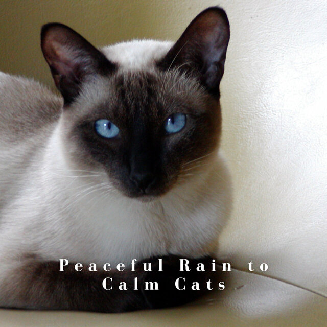 Peaceful Rain to Calm Cats by Natures DNA on TIDAL