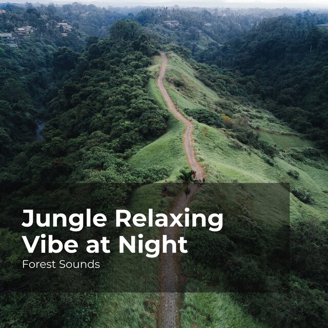 Jungle Relaxing Vibe at Night by Forest Sounds on TIDAL