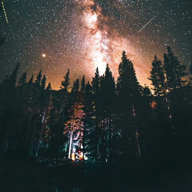 Forest at Night by Nature Sounds Artists on TIDAL