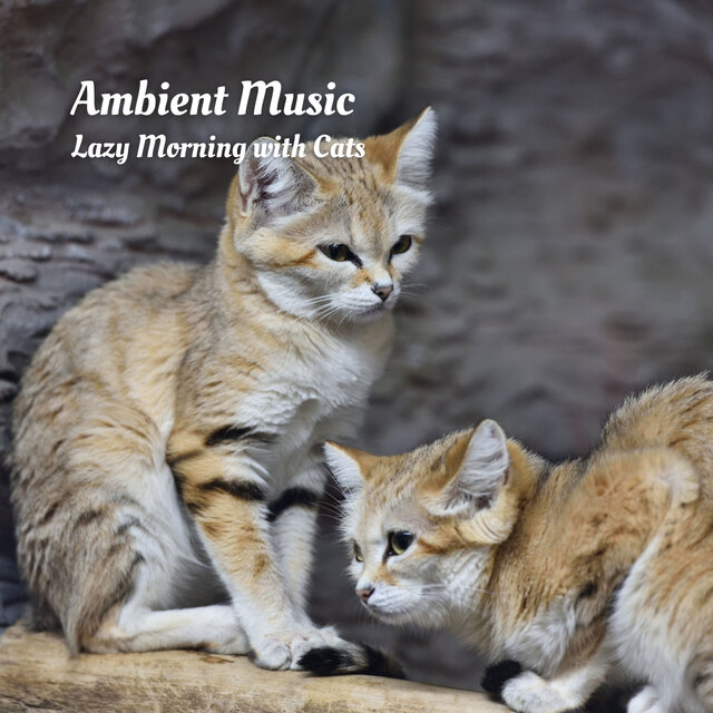 Ambient Music: Lazy Morning with Cats by Calming Cat Music on TIDAL
