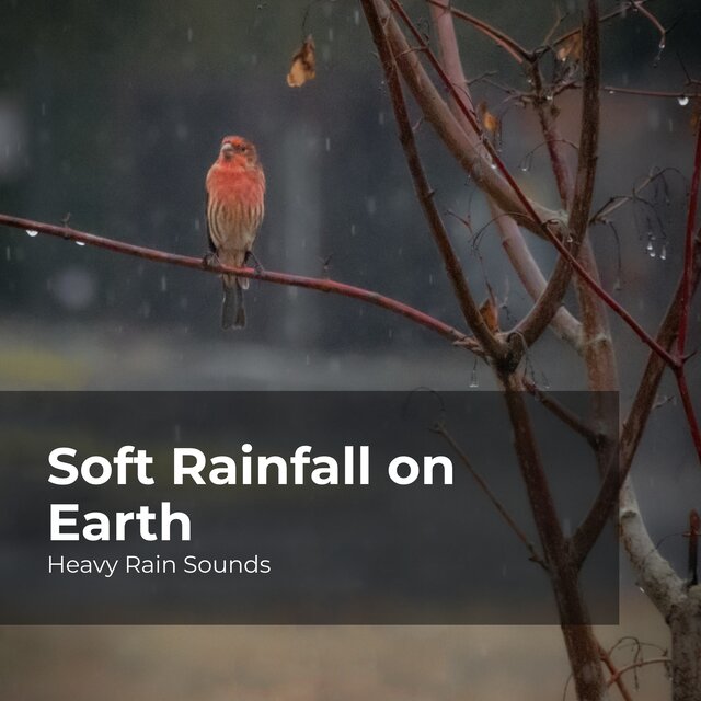 Soft Rainfall on Earth by Heavy Rain Sounds on TIDAL