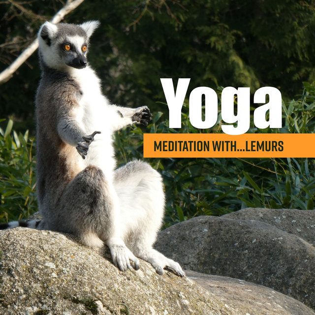 Yoga Meditation with… Lemurs by Joga Relaxing Music Zone on TIDAL