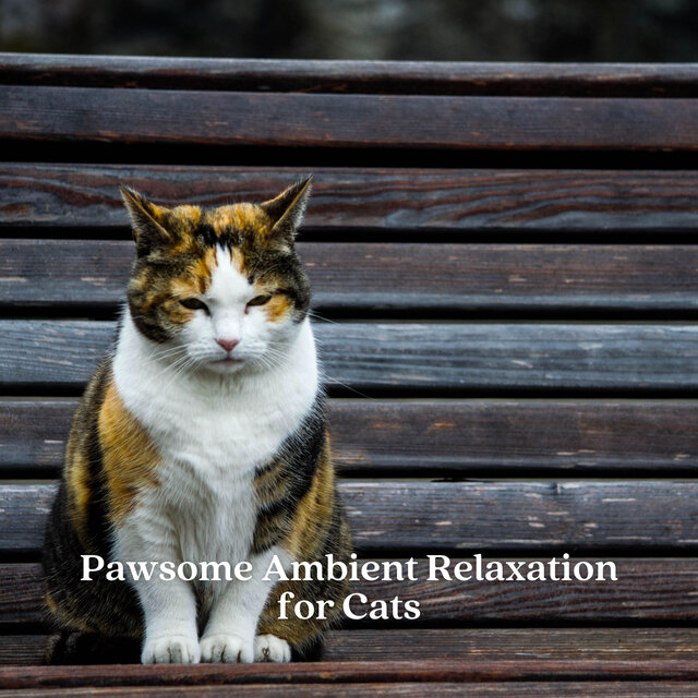 Pawsome Ambient Relaxation for Cats by Calming Beats on TIDAL