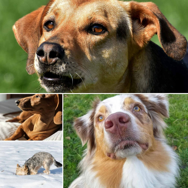 Music for Dog Dreams - Trumpet, Soprano Sax, Tenor Sax and Guitar by ...