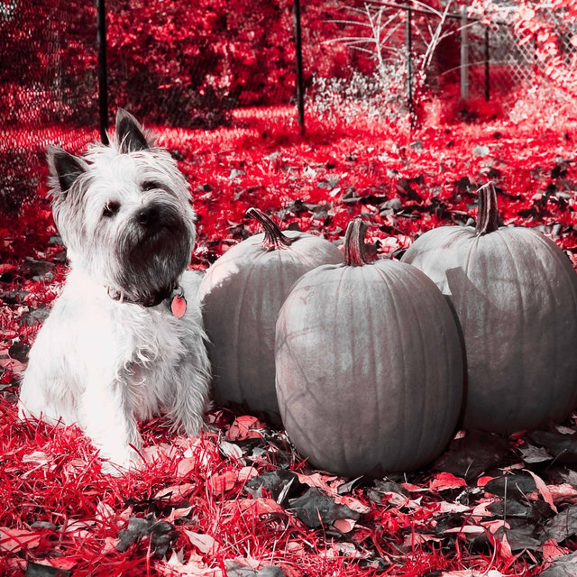 Guitar Jazz - Background for Cozy Doggy Zone by Musique pour Chiens on ...