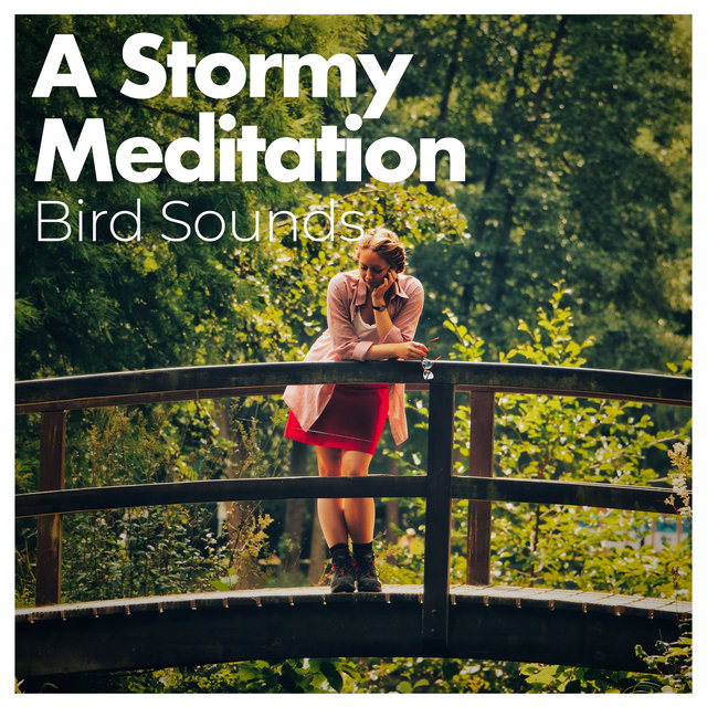 Serene Bird Sounds by Bird Sounds on TIDAL