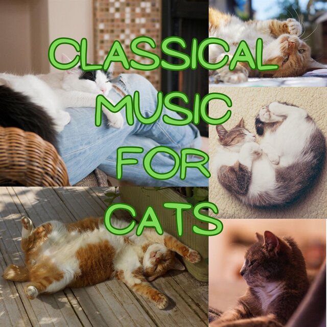 Classical Music for Cats by Various Artists on TIDAL