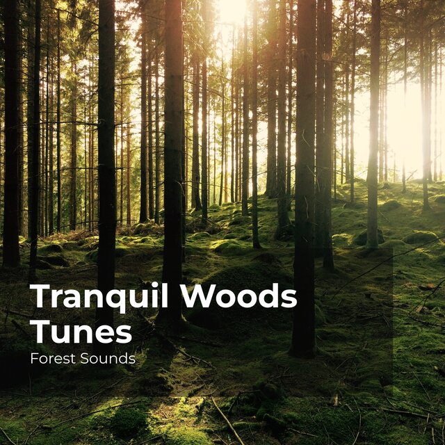 Tranquil Woods Tunes by Forest Sounds on TIDAL