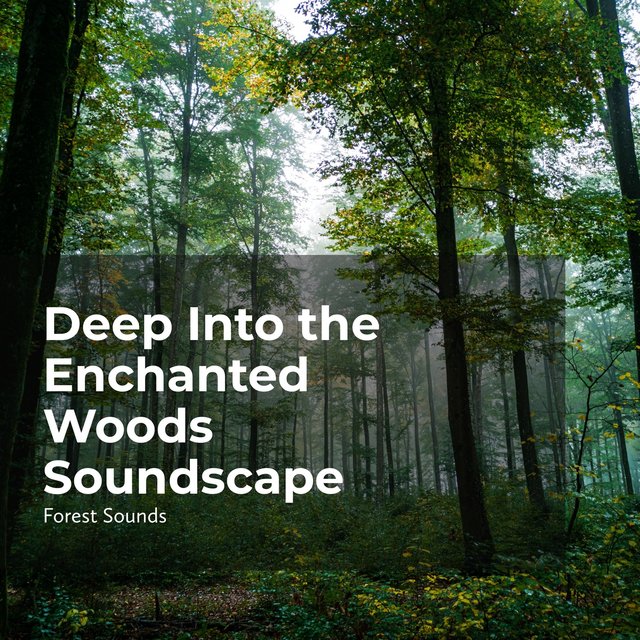 Deep Into the Enchanted Woods Soundscape by Forest Sounds on TIDAL