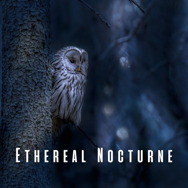 Ethereal Nocturne: Owl and Wind Sleep Soundscapes by Bird Sounds on TIDAL