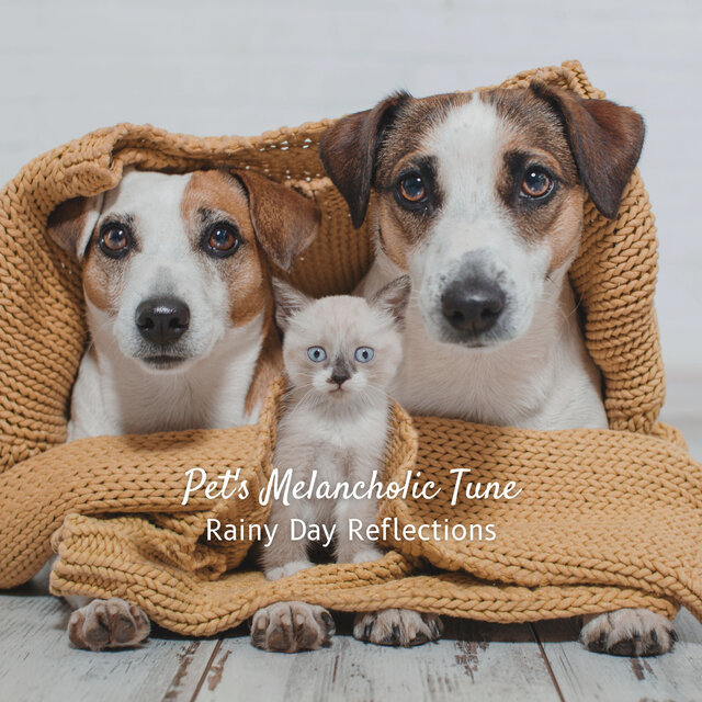 Pet's Melancholic Tune: Rainy Day Reflections by Heavy Rain Sounds on TIDAL