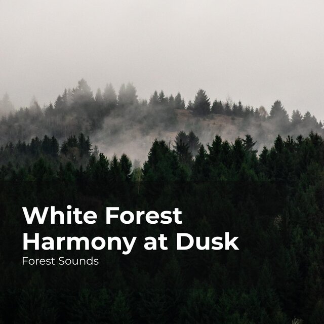 White Forest Harmony at Dusk by Forest Sounds on TIDAL