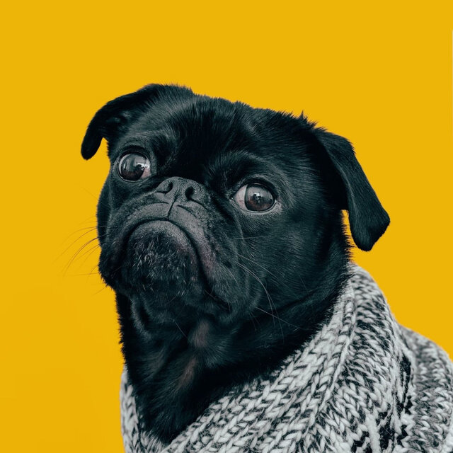 Lofi Dog Harmony: Music for Calm Canine Moments by Lofi Hip-Hop Beat on ...