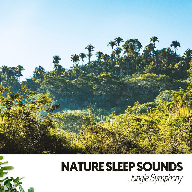 Nature Sleep Sounds: Jungle Symphony by Relajacion, Nature's Noise ...