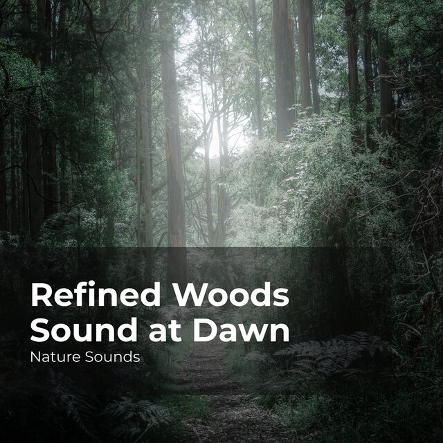 Refined Woods Sound at Dawn by Nature Sounds on TIDAL